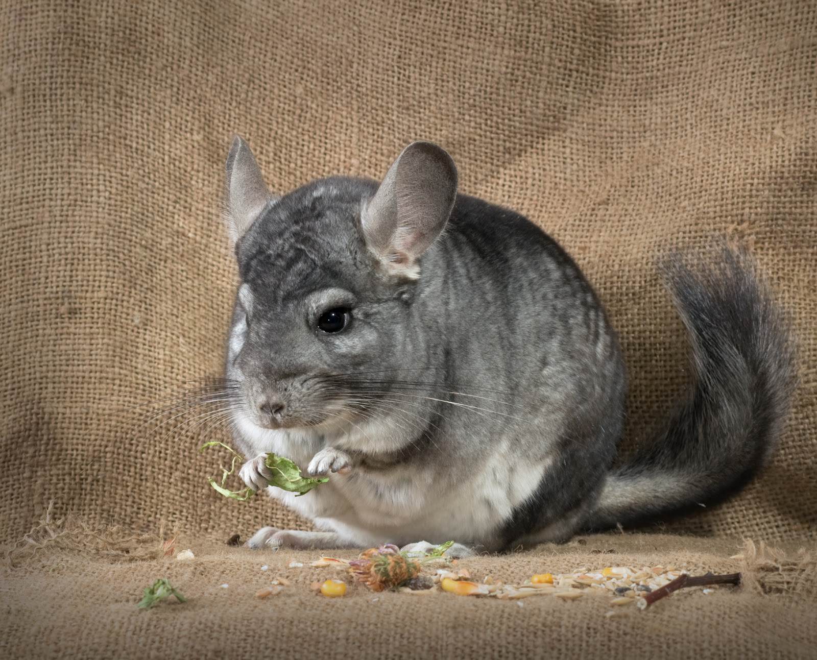 How Fast Are Raccoons